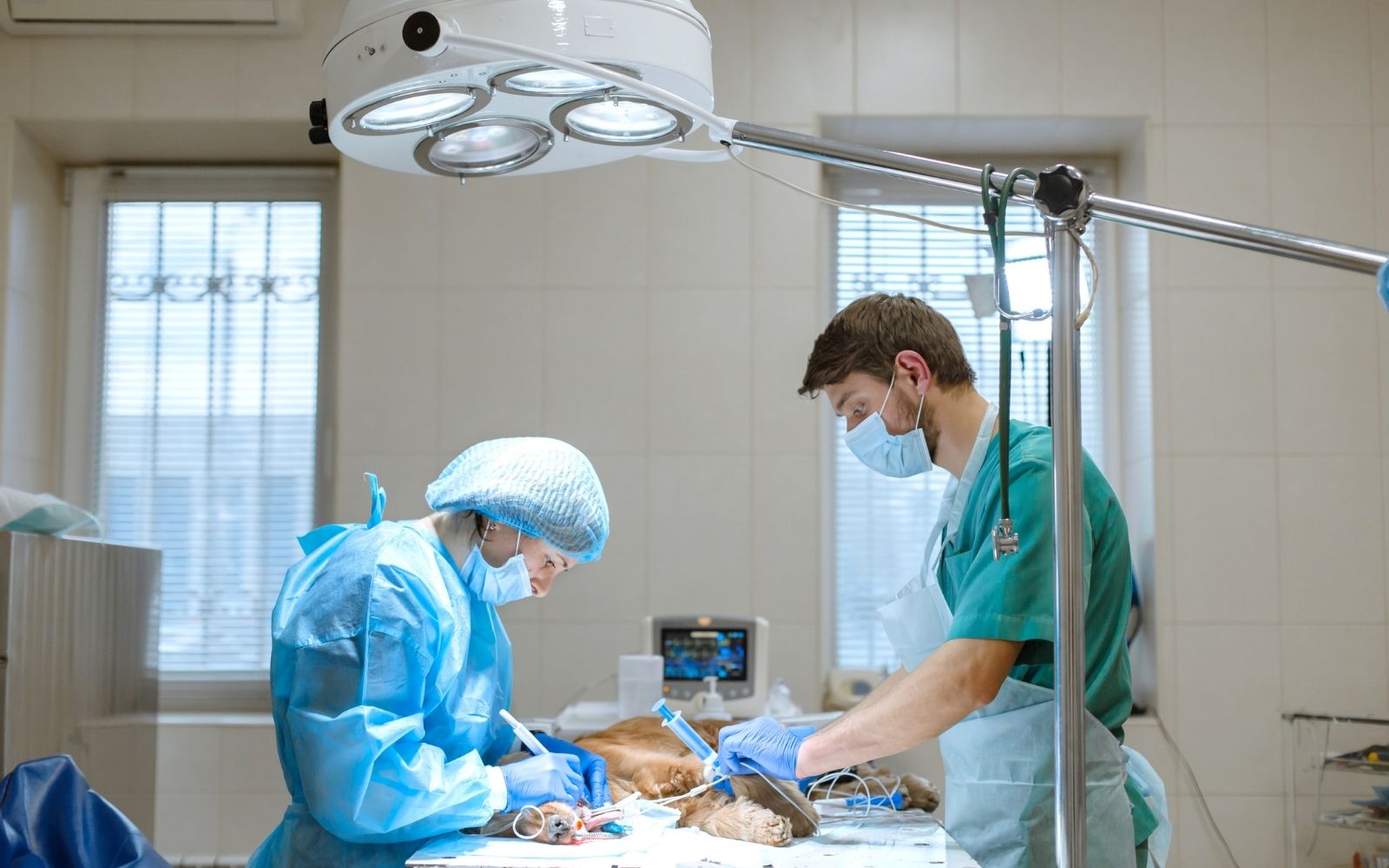 Surgery – Advanced Veterinary Center